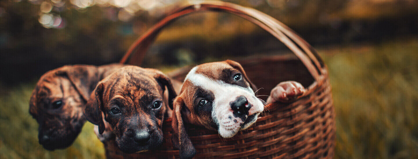 Md Rimon Hossain Rimon